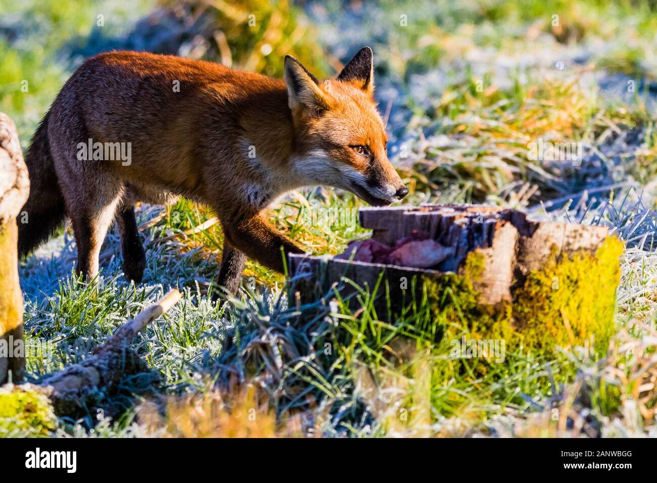 Male red fox foraging around a buzzard feeding area Stock Photo - Alamy