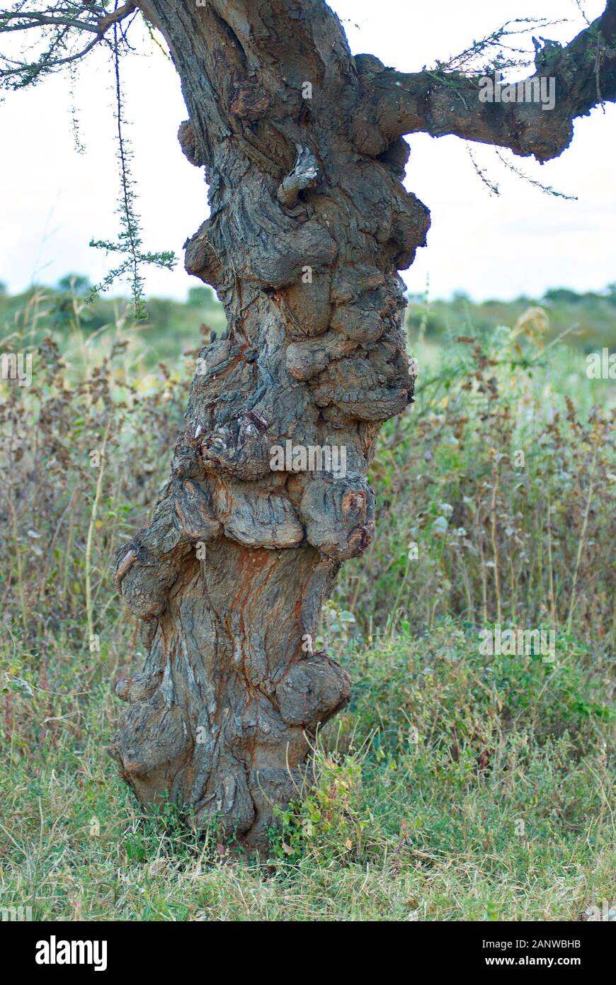 Acacia tree trunk hi-res stock photography and images - Alamy