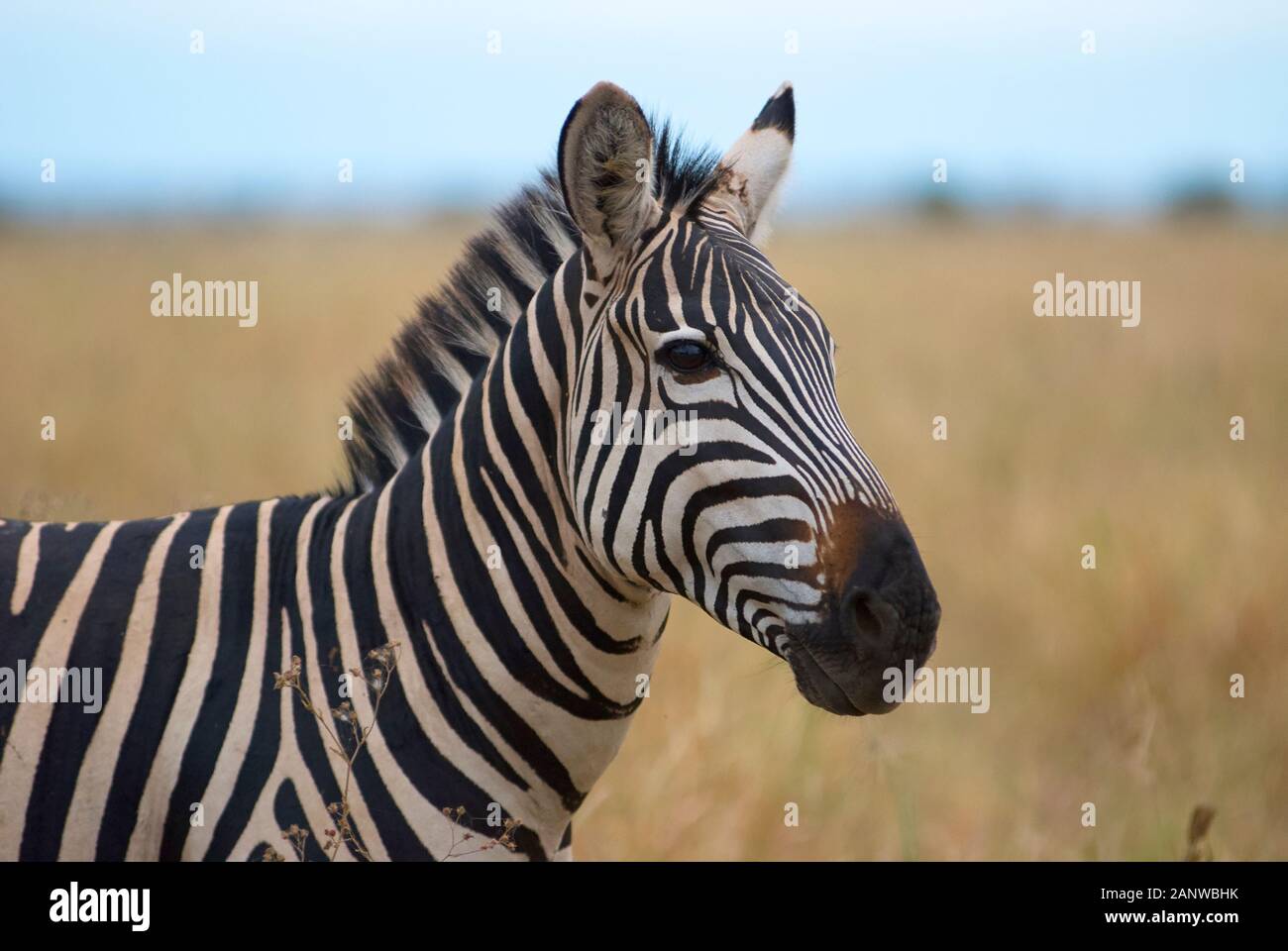 Bye common hi-res stock photography and images - Alamy