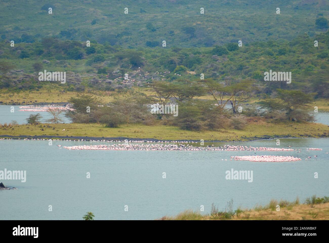 Large flocks of Flamingos gathering at Lake Momella, Arusha National ...