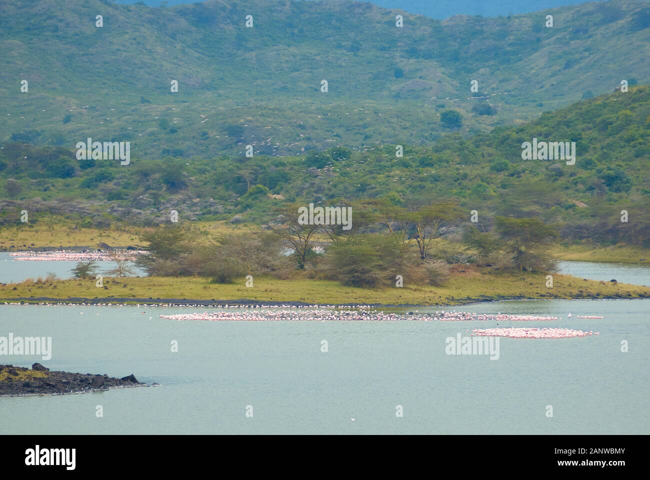 Flamingo arusha national park tanzania hi-res stock photography and ...