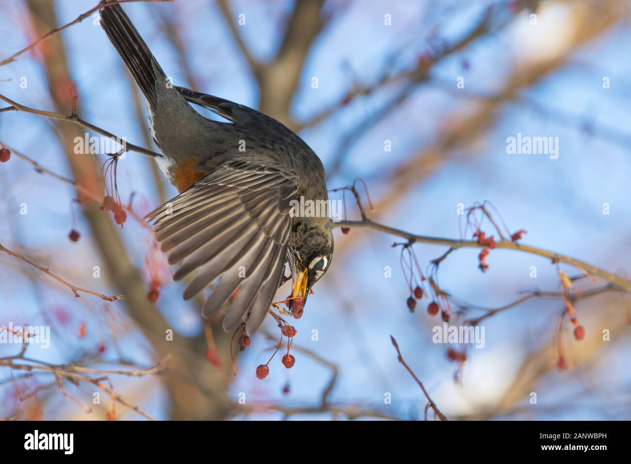 Migrating American Robin High Resolution Stock Photography and Images ...