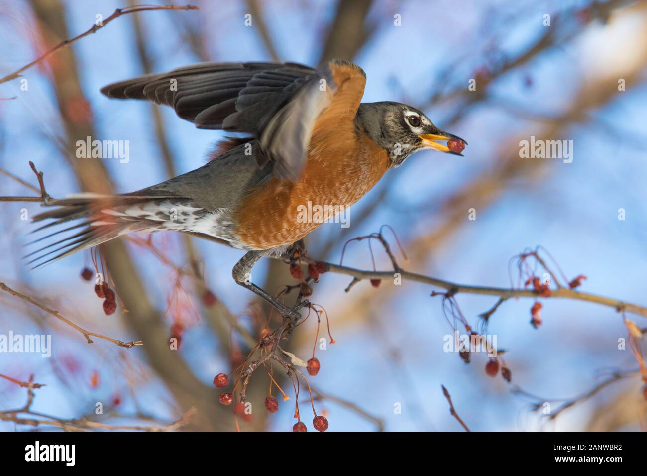 Migrating american robin hi-res stock photography and images - Alamy