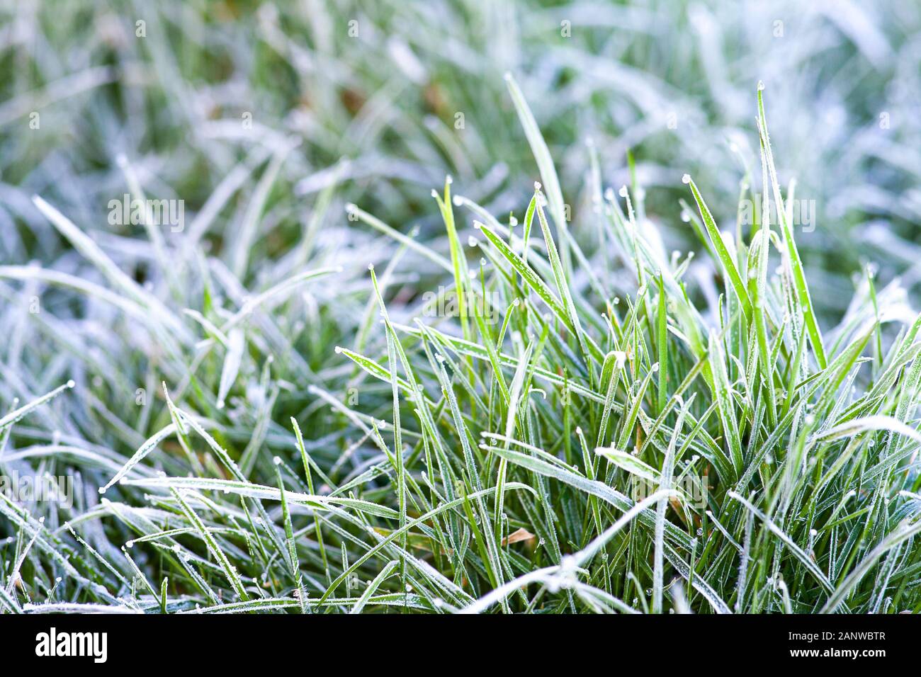 Melting frost this spring Stock Photo - Alamy