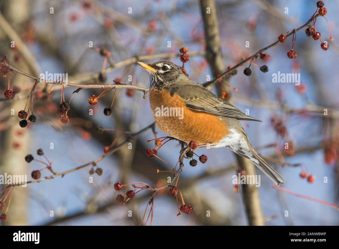 Migrating american robin hi-res stock photography and images - Alamy