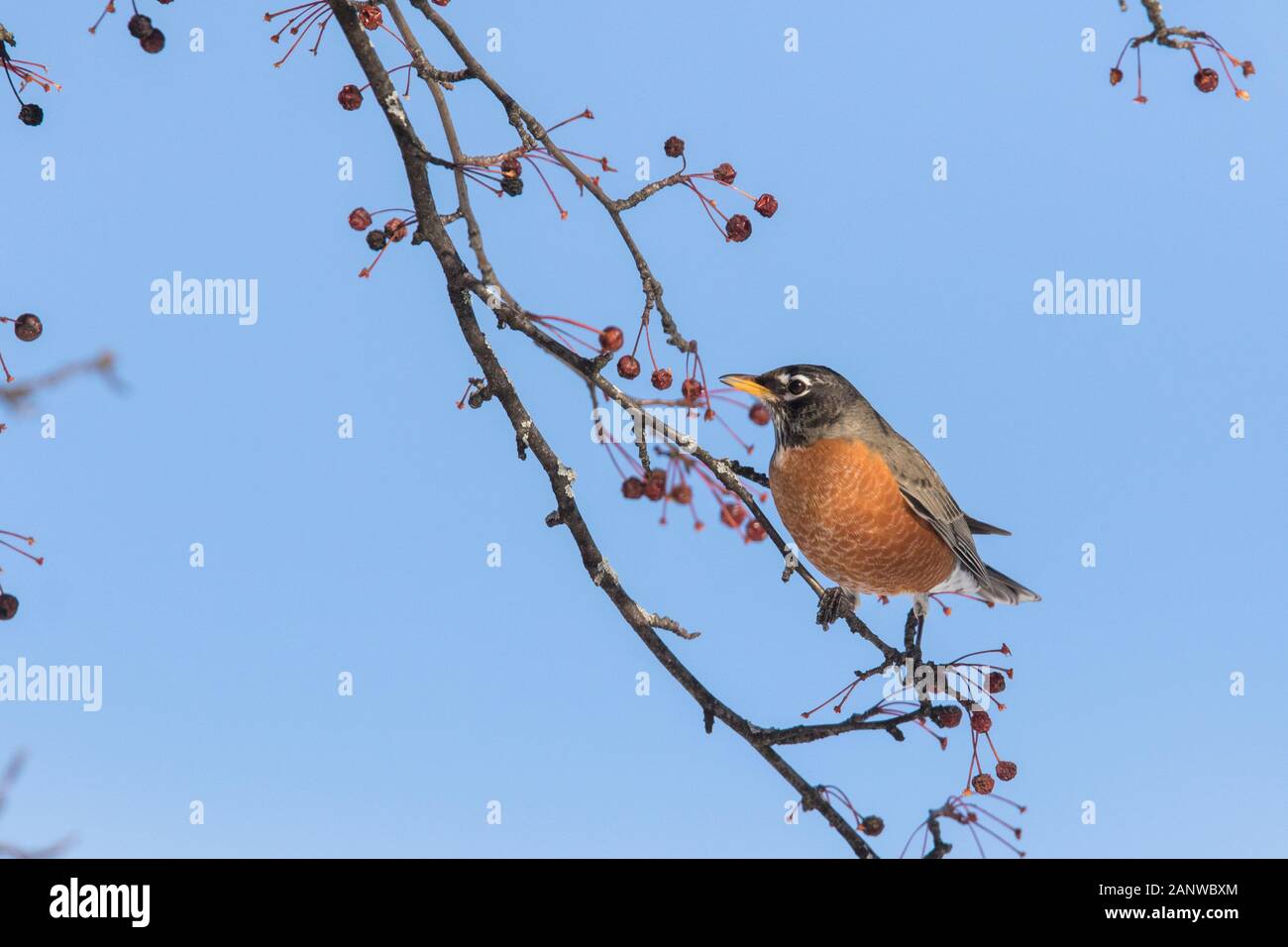Migrating american robin hi-res stock photography and images - Alamy