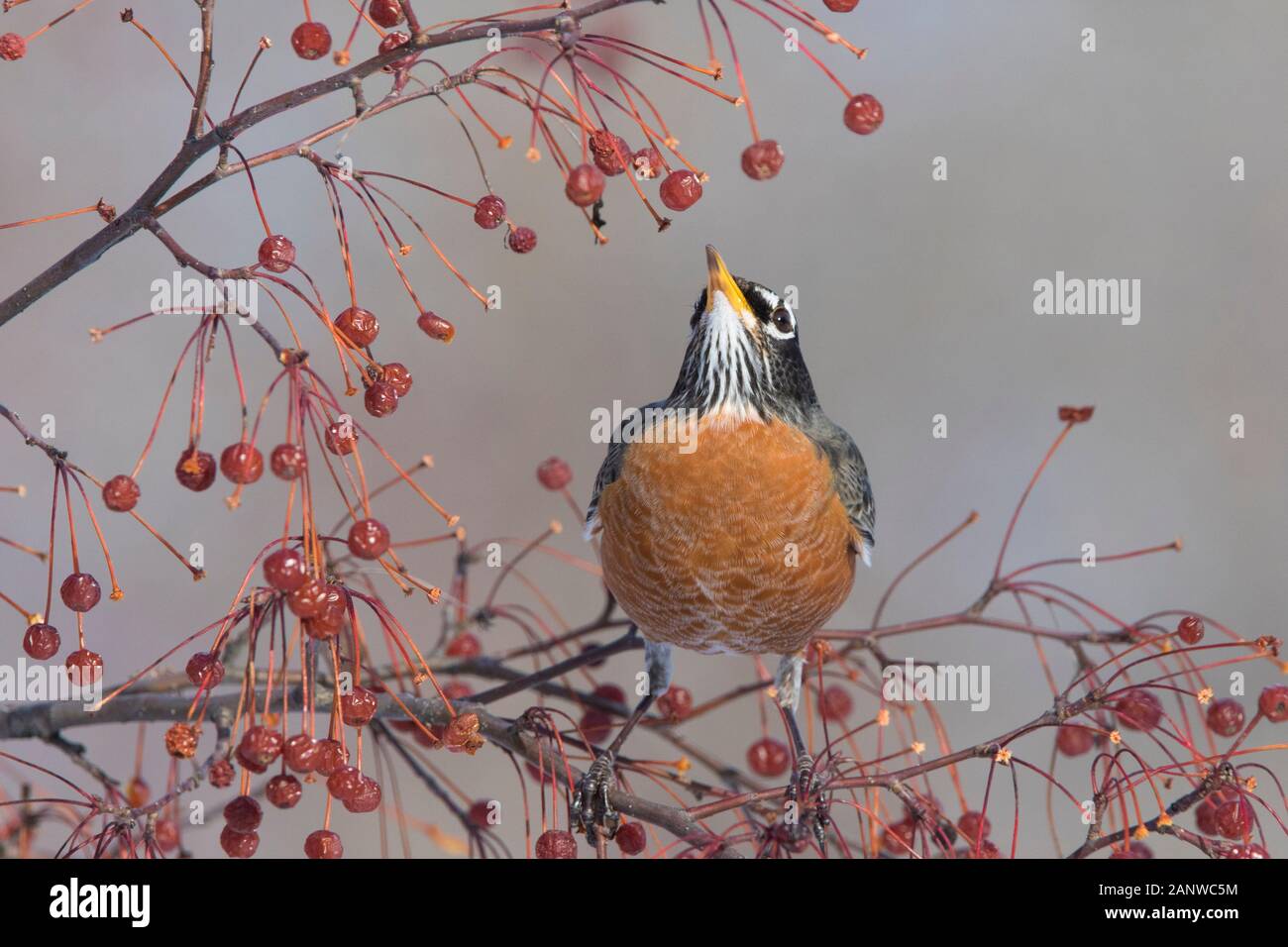 Migrating american robin hi-res stock photography and images - Alamy