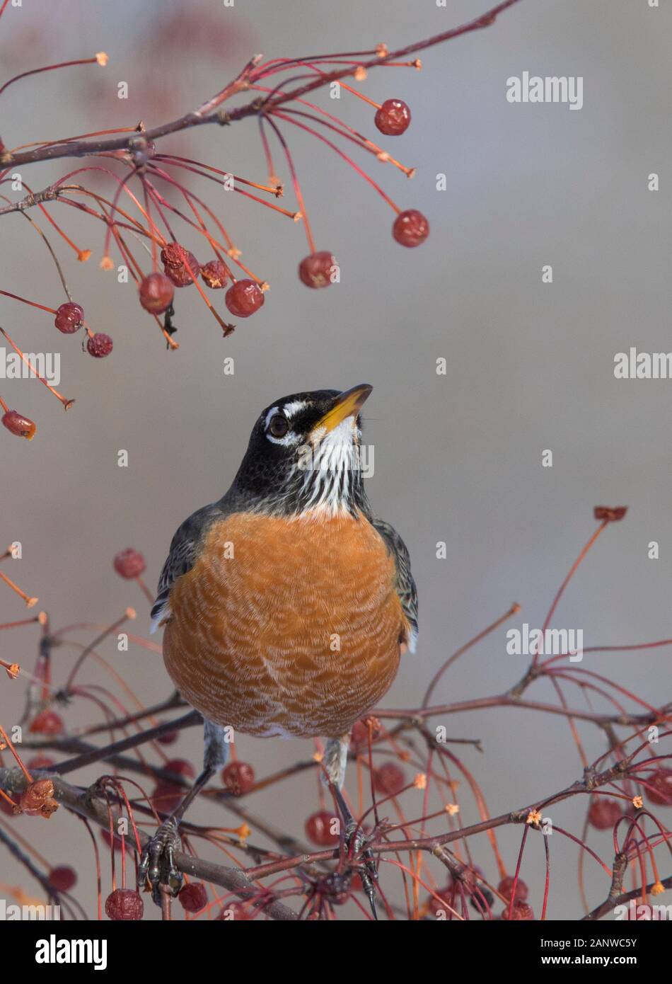 Migrating american robin hi-res stock photography and images - Alamy