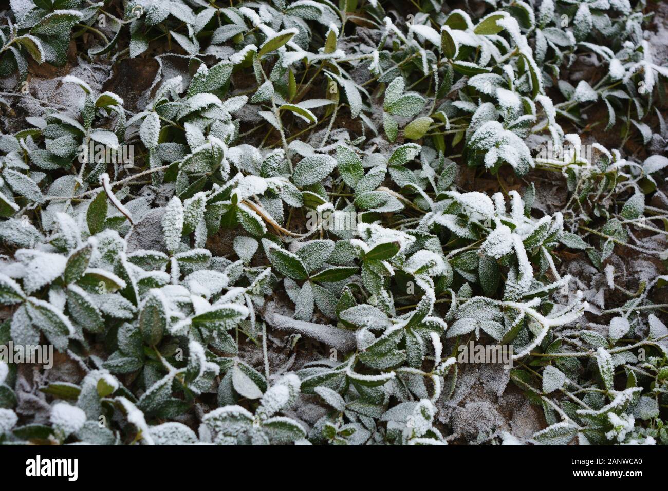 Green leaves of periwinkle lying under white snow, hoar frost in winter ...