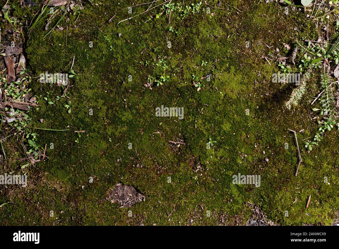 Stock photo moss background. Moss and grass texture Stock Photo - Alamy