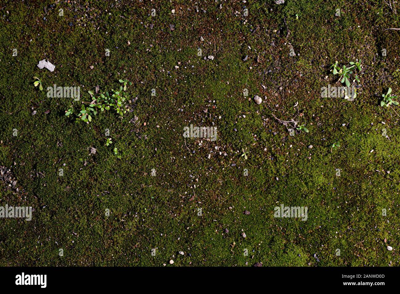 Stock photo moss background. Moss and grass texture Stock Photo - Alamy