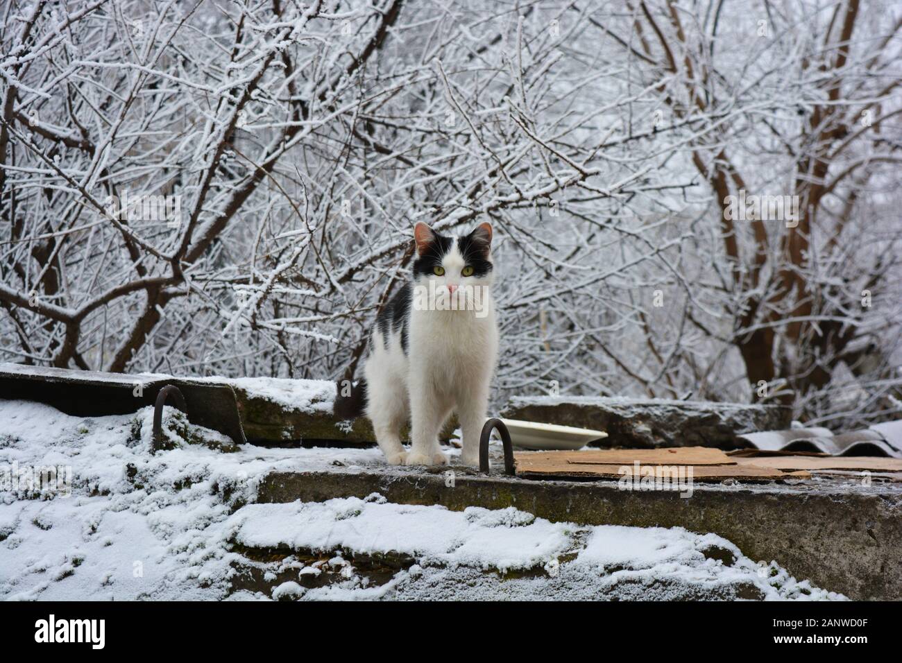 A beautiful black and white wild, stray cat living on the street and ...