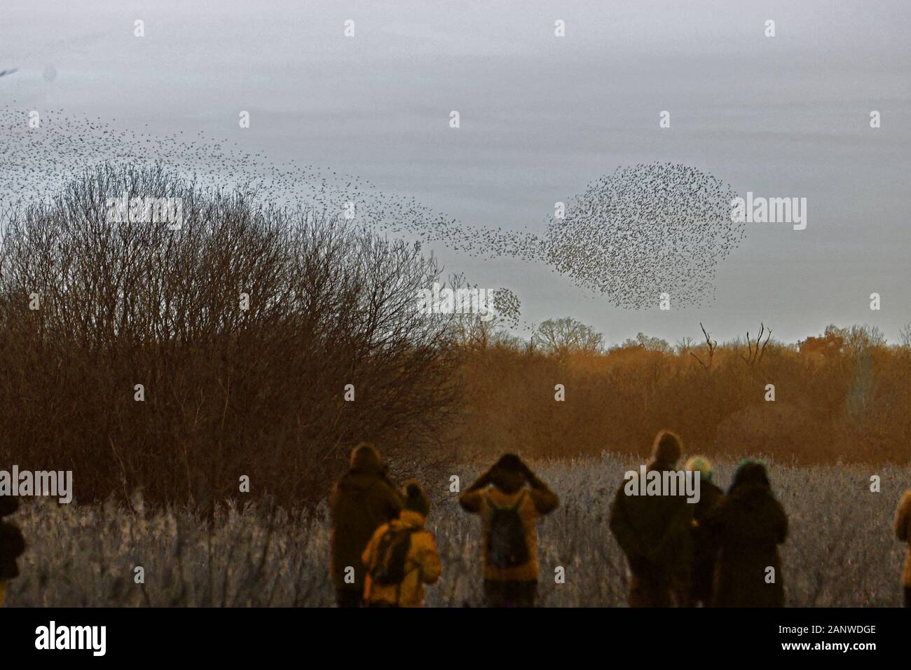 Ham Wall Nature Reserve, Somerset, UK. 19th Jan 2020. Large crowds turn ...
