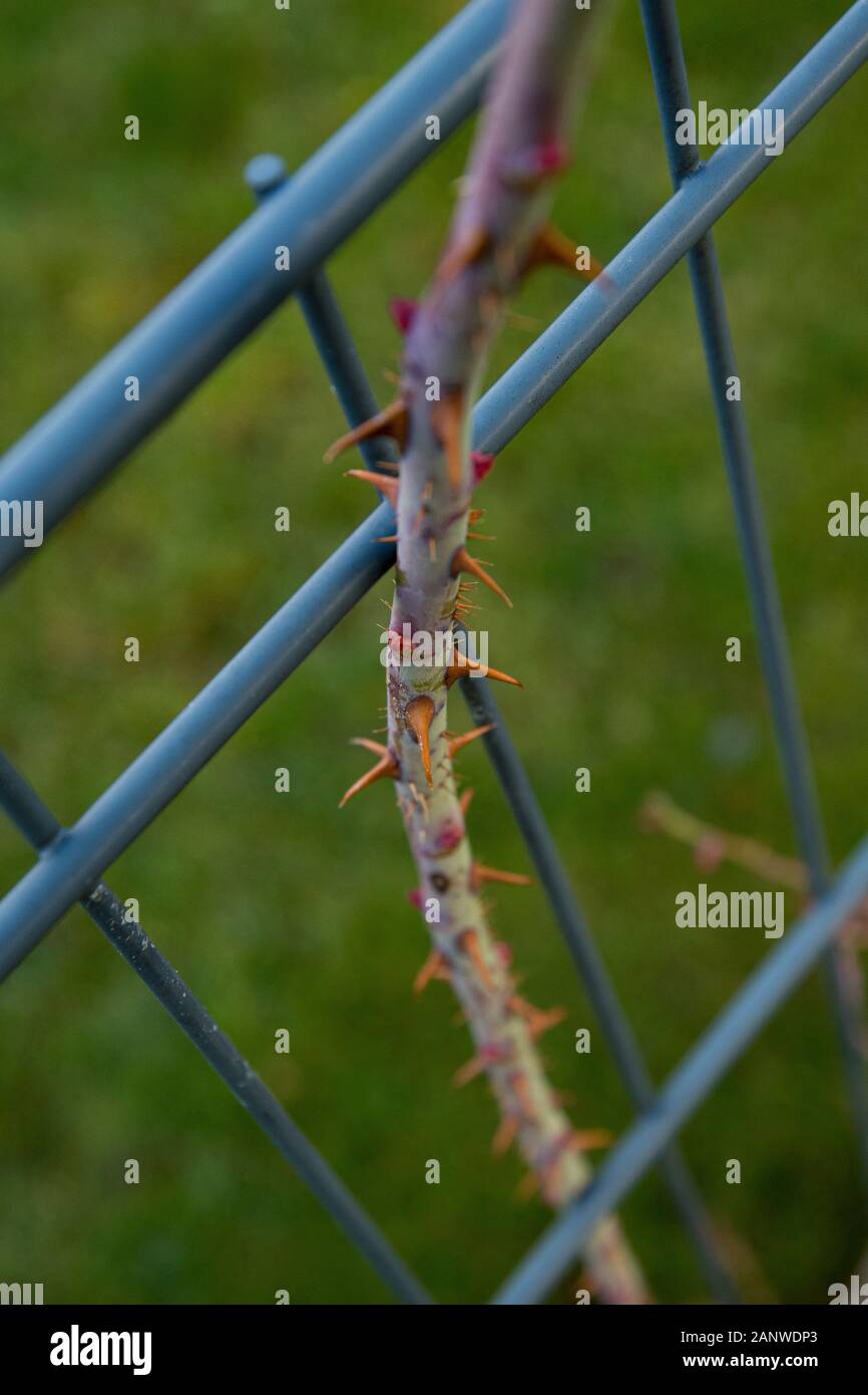 Thorn bush on a steel fence Stock Photo - Alamy