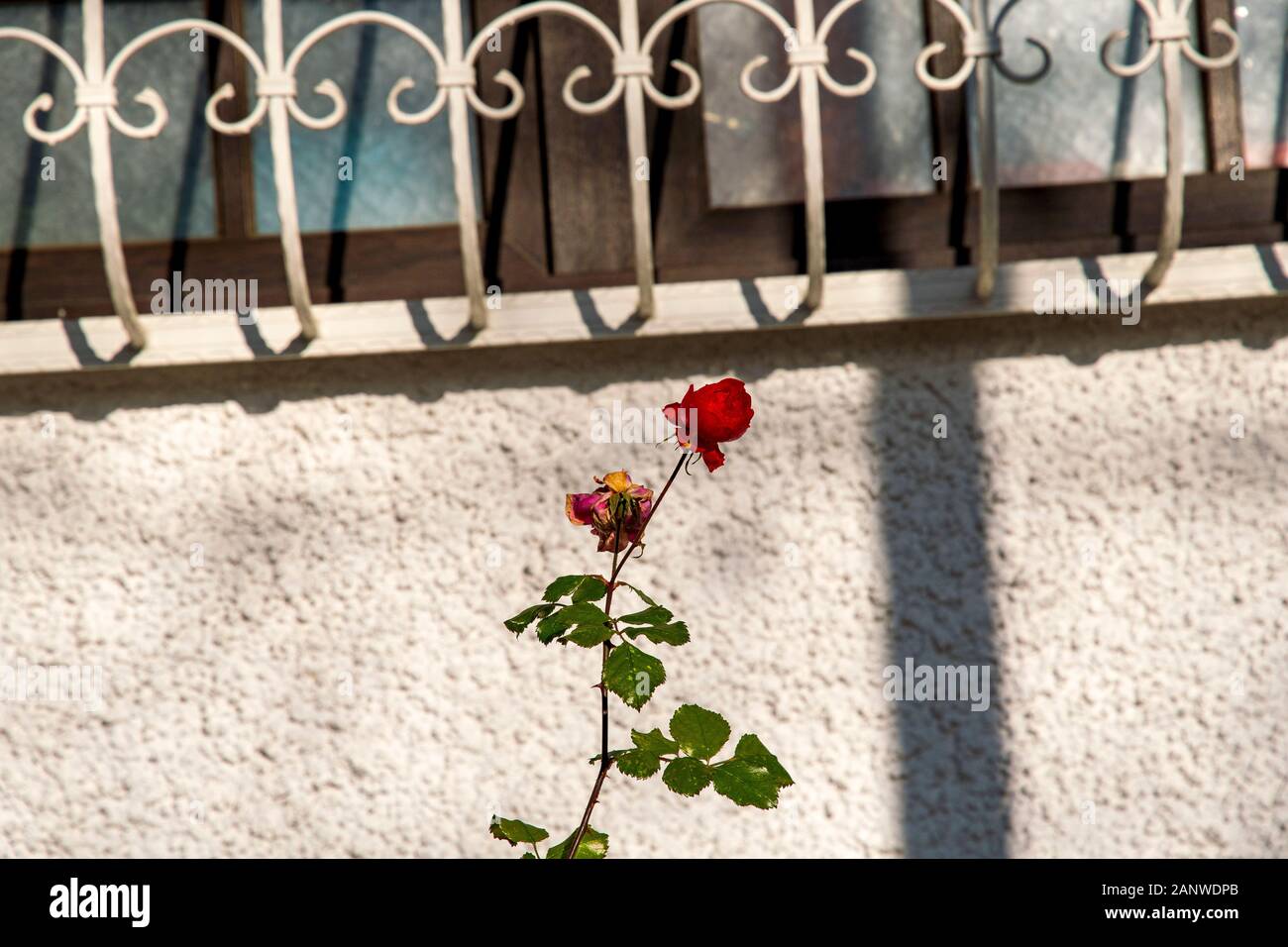 lonely red rose on a house wall Stock Photo - Alamy