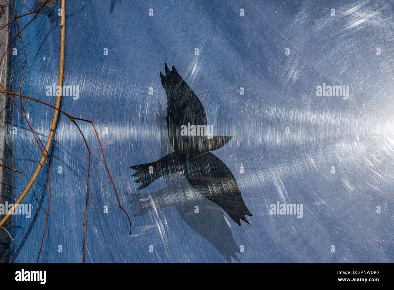 Bird protection sticker on a plexiglass plate Stock Photo - Alamy