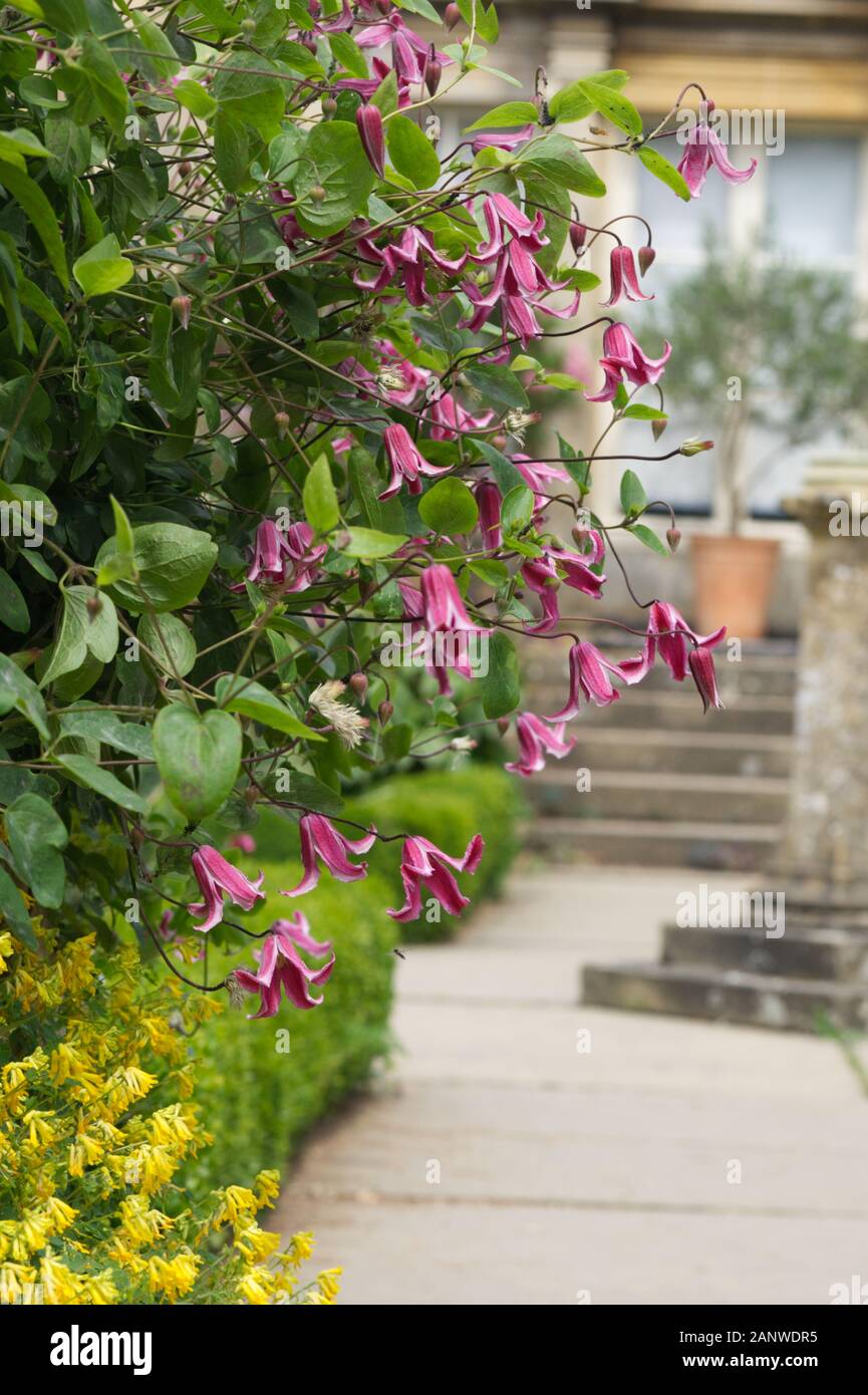 Texensis clematis hi-res stock photography and images - Alamy