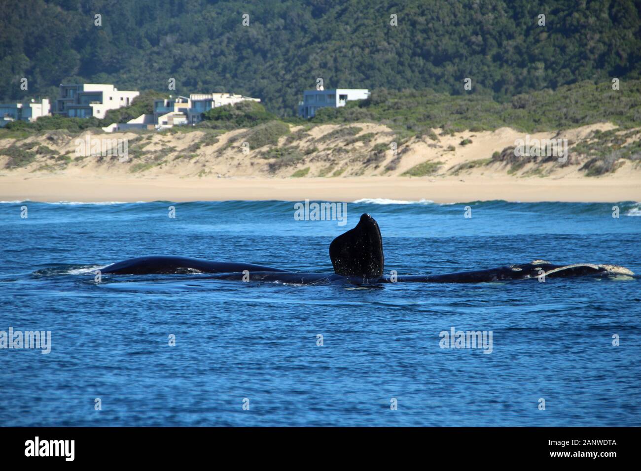 Balaenidae hi-res stock photography and images - Alamy