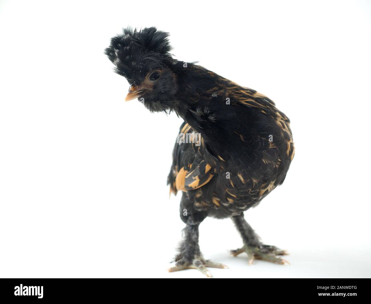 Chicken breeds and variety hi-res stock photography and images - Alamy