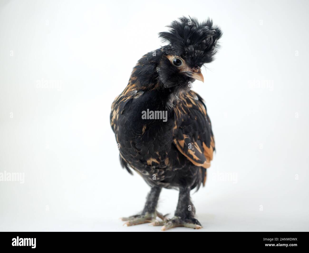 Chicken breeds and variety hi-res stock photography and images - Alamy