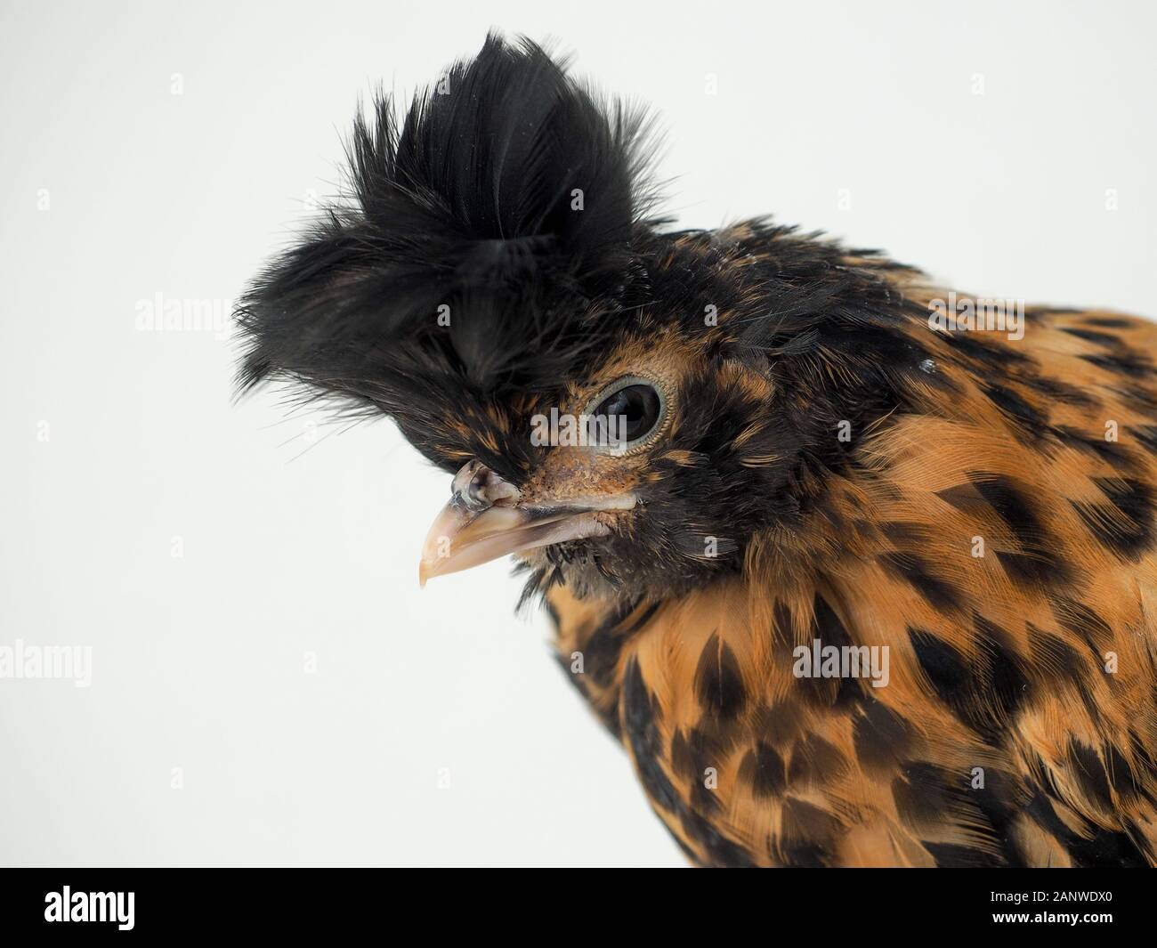 Exotic chicken. Pavlovsk crested chicken Stock Photo - Alamy