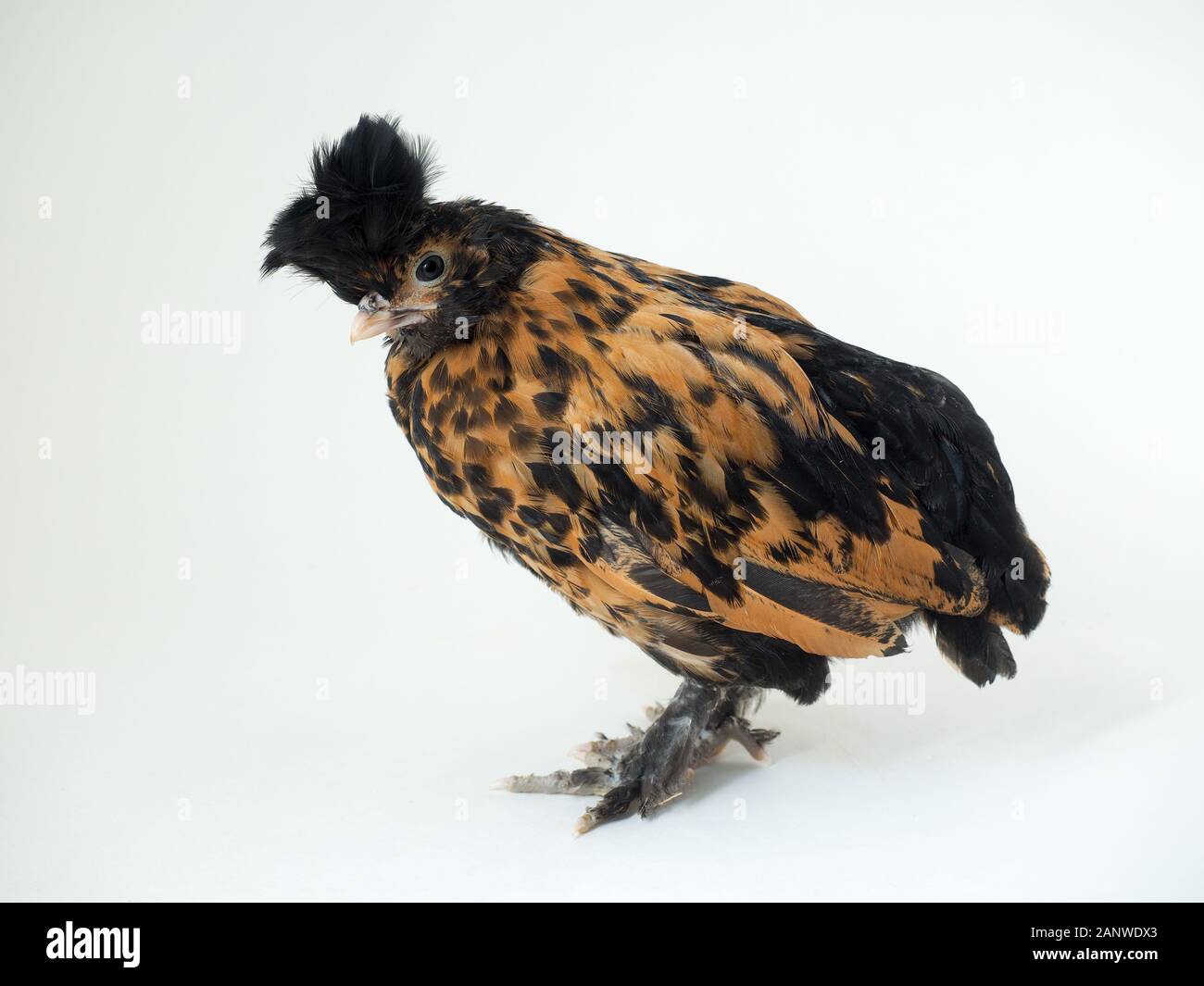 Exotic chicken. Pavlovsk crested chicken Stock Photo - Alamy