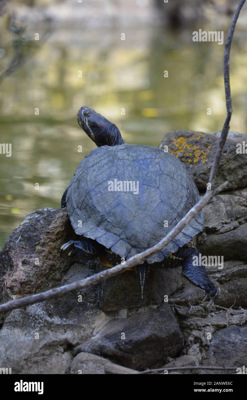 Reed turtle hi-res stock photography and images - Alamy