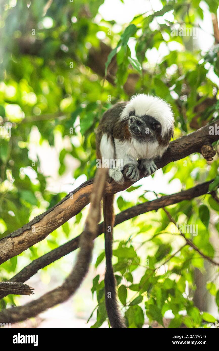 Marmoset on a log eating some fruit green sharp focus branch forest zoo ...