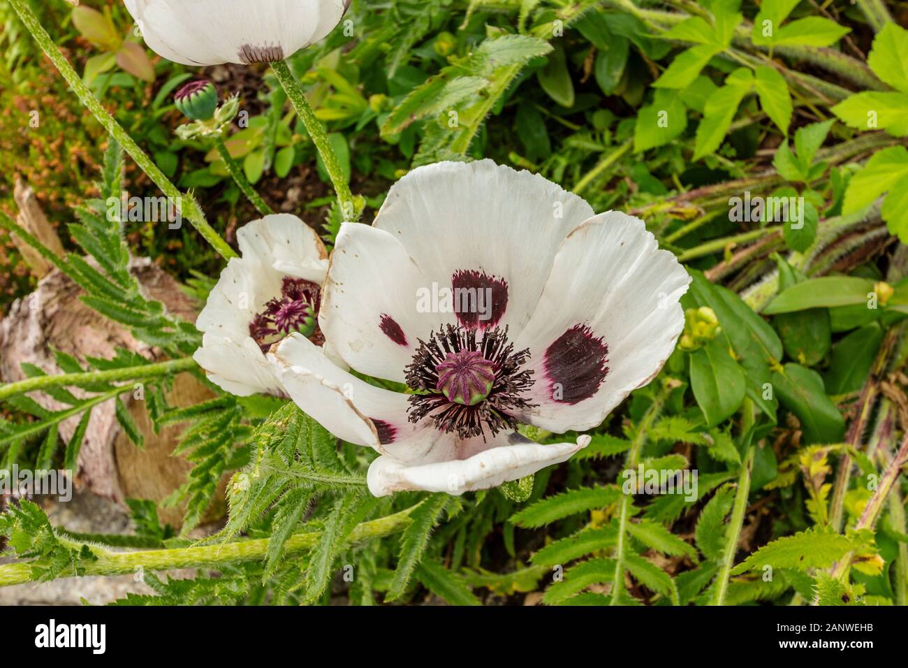 White poppy in detail in daylight Stock Photo - Alamy