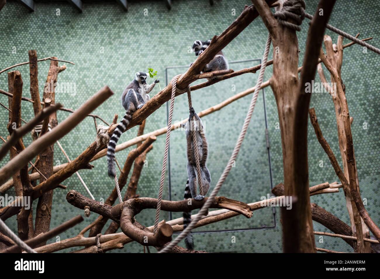 Ring-tailed Lemur Lemur catta looks out jumping playing zoo enclosure ...