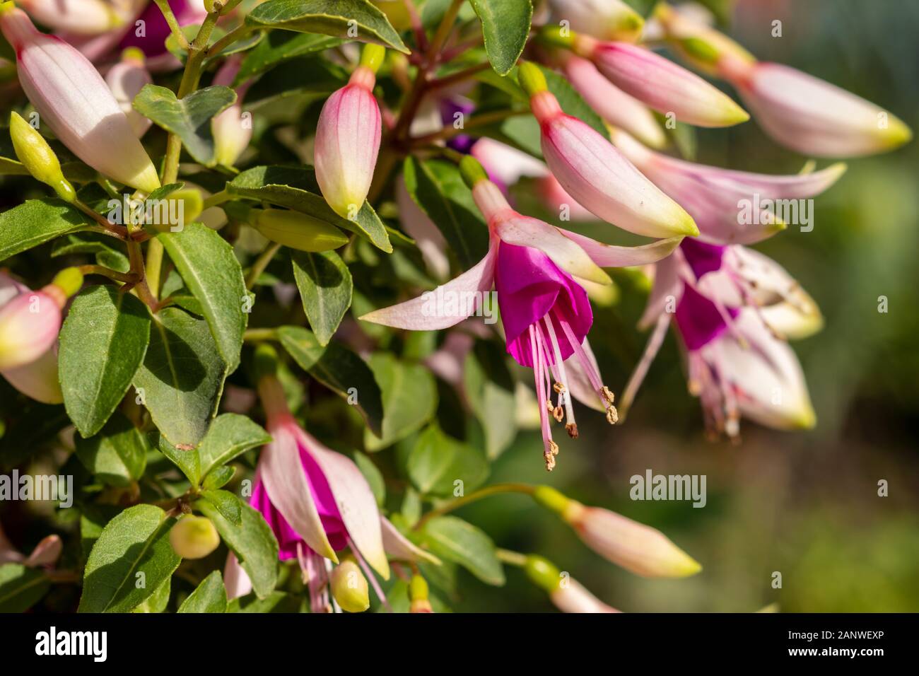Close up of fuchsia hi-res stock photography and images - Alamy