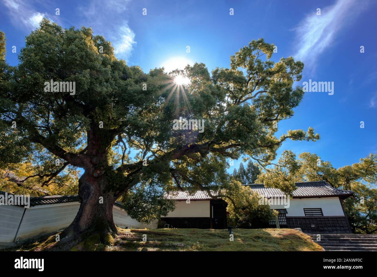 A large beautiful old tree against clear blue sky with penetrating sun ...