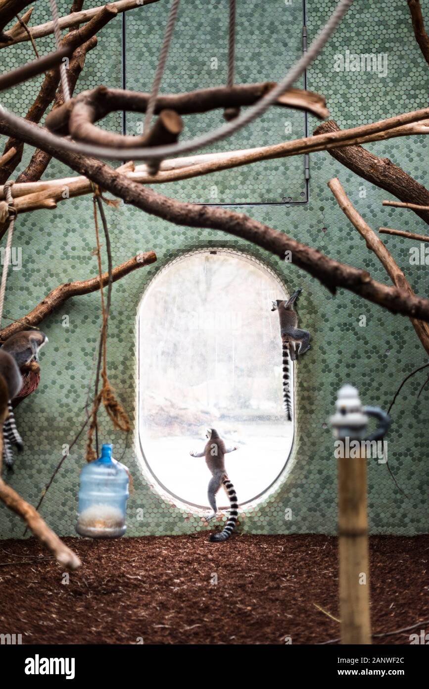 Ring-tailed Lemur Lemur catta looks out jumping playing zoo enclosure ...
