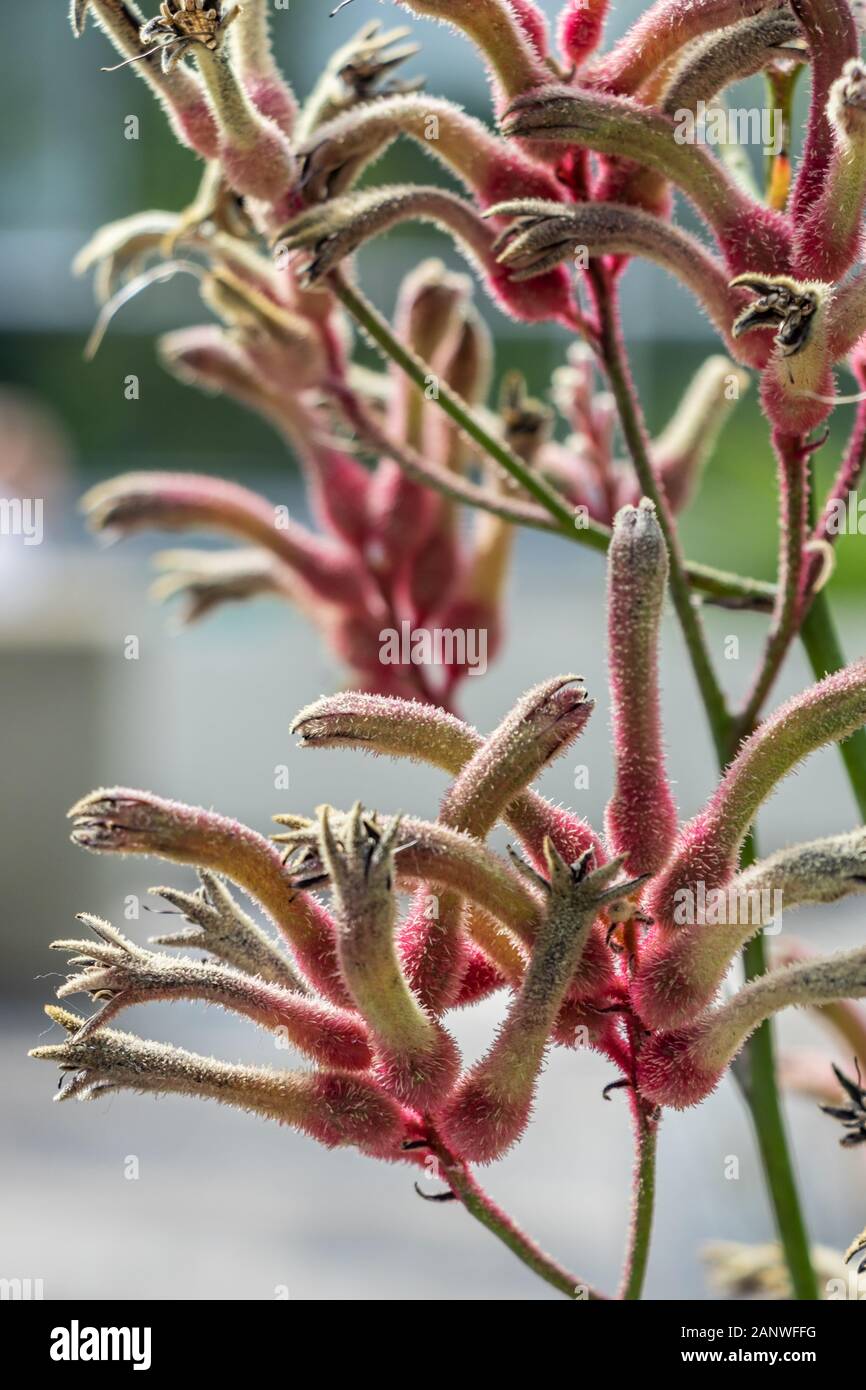Close up kangaroo paw flower hi-res stock photography and images - Alamy