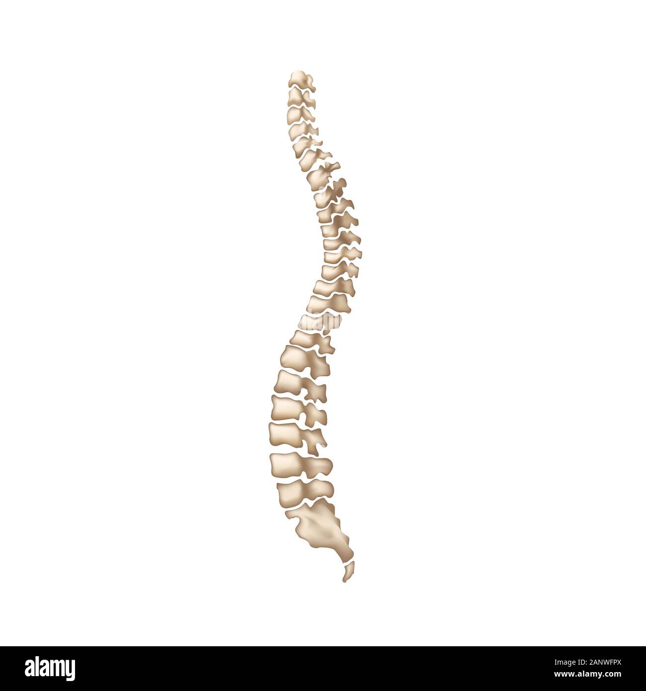 Human Spine Art