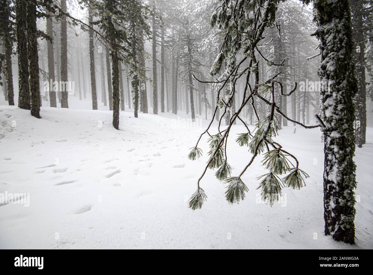 Winter forest landscape with mountain covered in snow and frozen pine ...