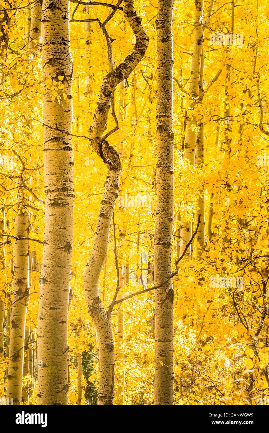 Tree curved forest hi-res stock photography and images - Alamy