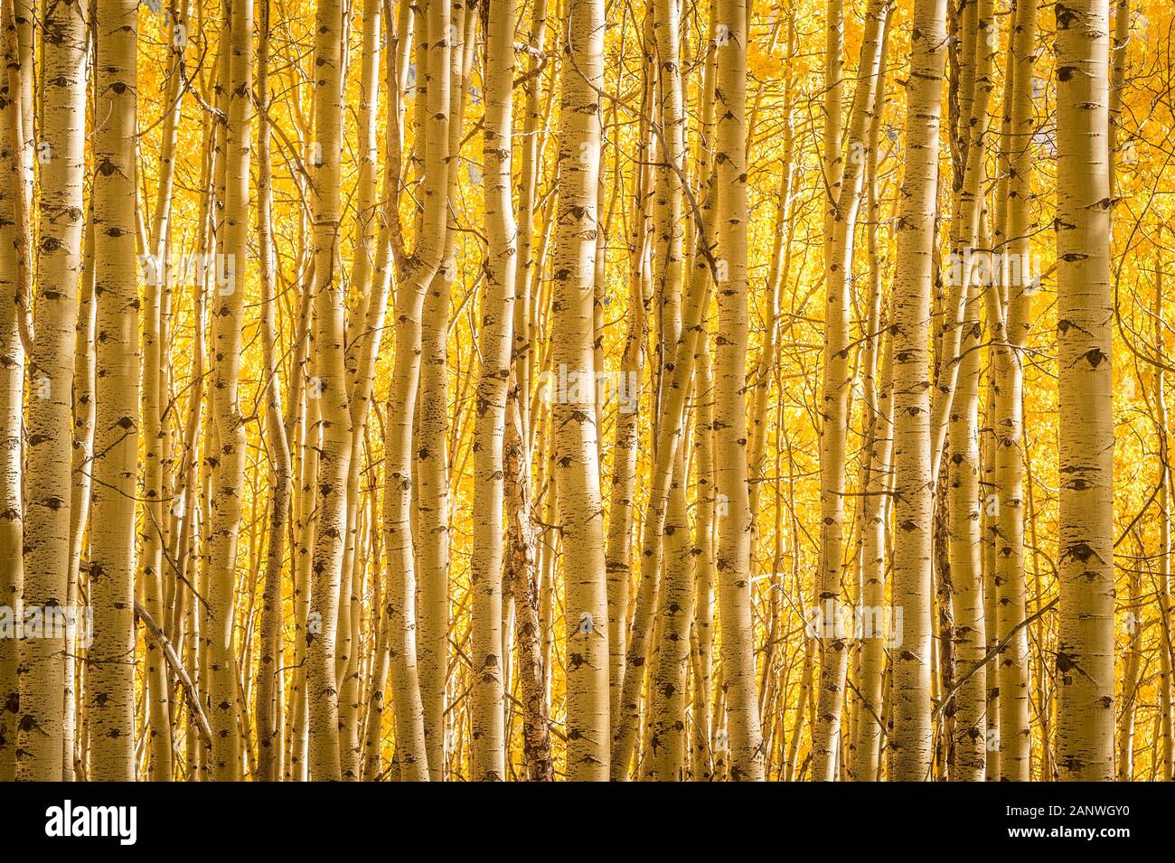A thick stand of aspen trees on a sunny afternoon in Uncompaghre ...