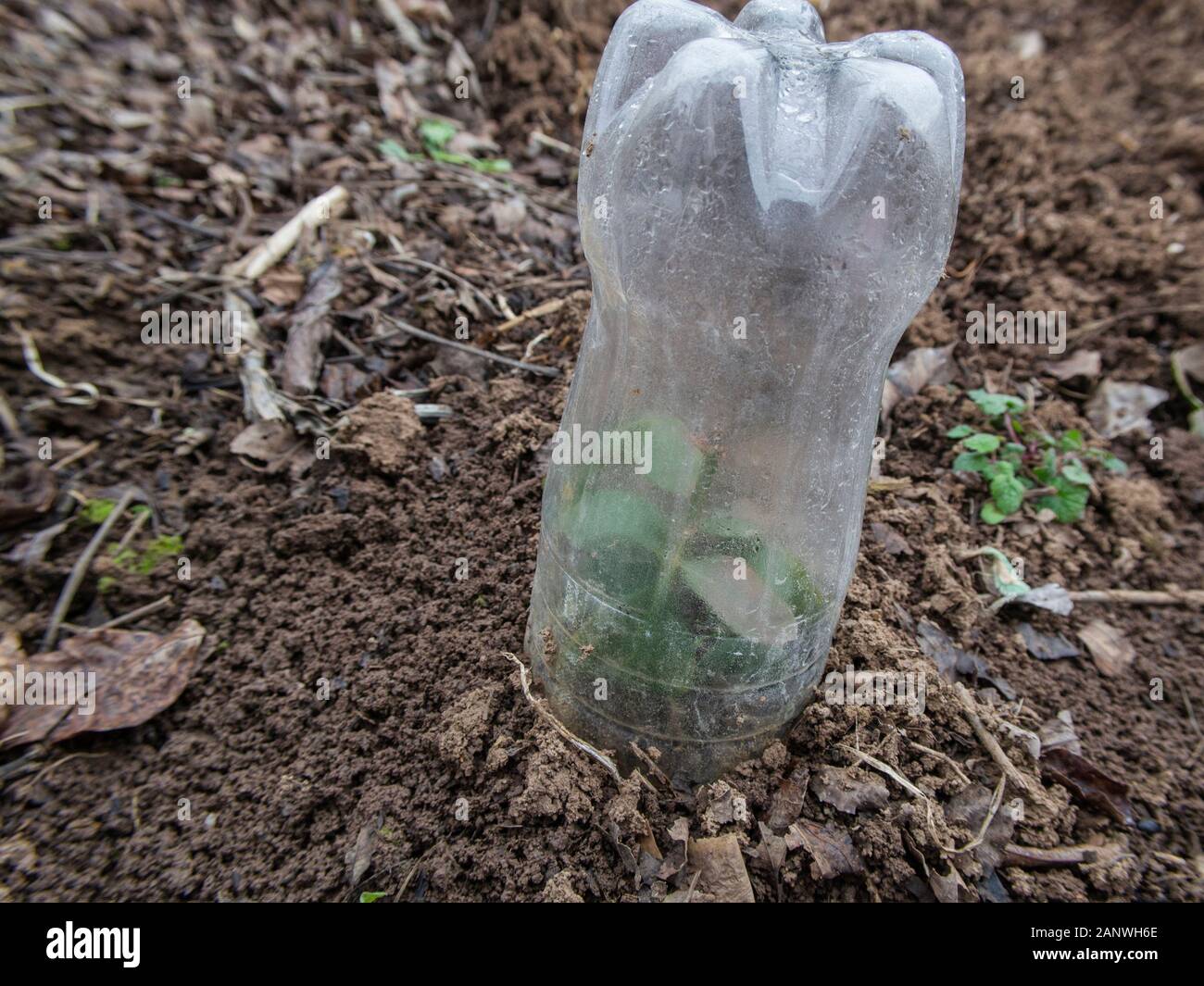 Plant propagation plastic bottle hi-res stock photography and images ...