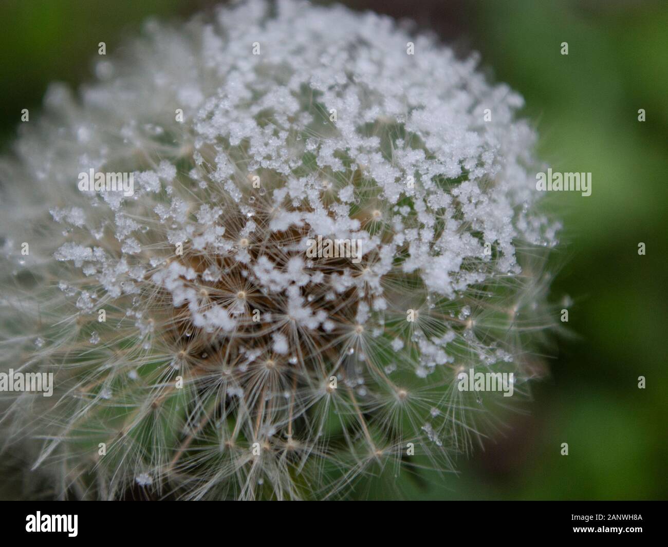 Pappus of dandelion in winter, Taraxacum officinale Stock Photo - Alamy