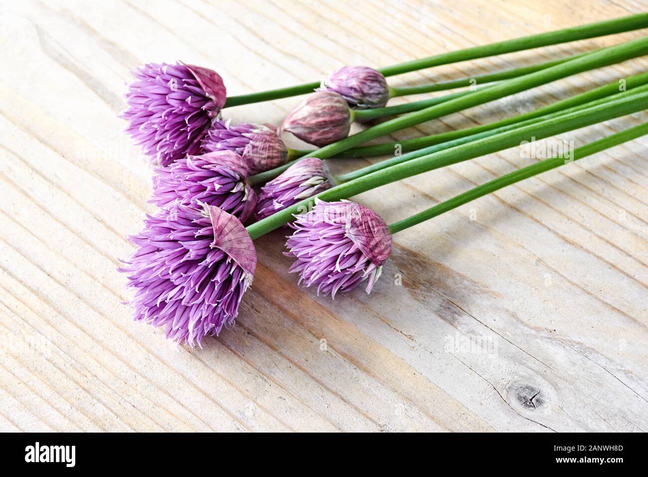 Green chives or allium in bloom with purple violet flowers and green ...