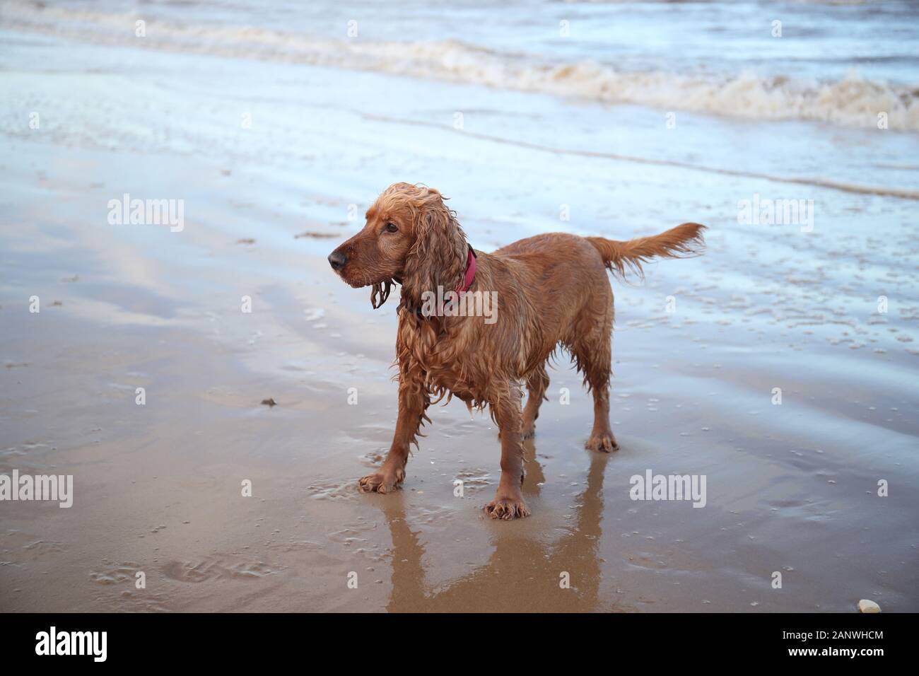Working Cocker Spaniel, Bea enjoys the beach and sand dunes along the ...