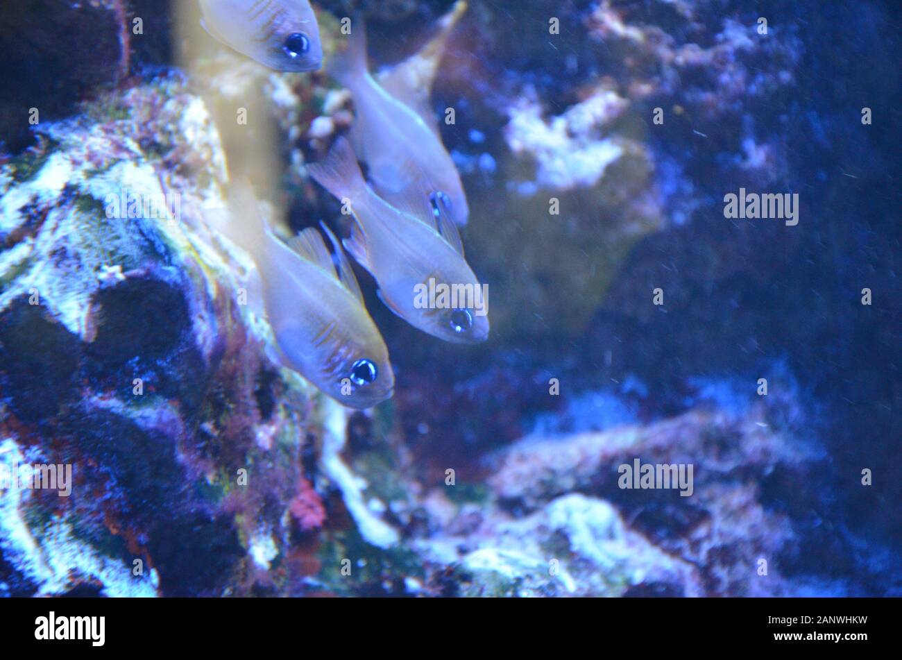 Tropical fish in aquarium, Berlin Stock Photo - Alamy