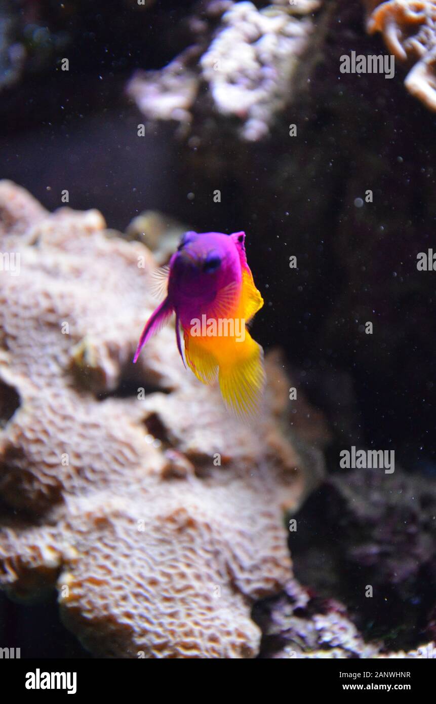 Tropical fish in aquarium, Berlin Stock Photo - Alamy