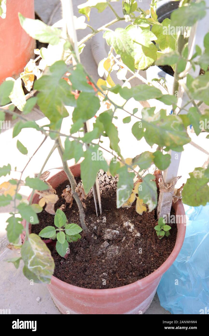 Organic planting of trees Stock Photo - Alamy
