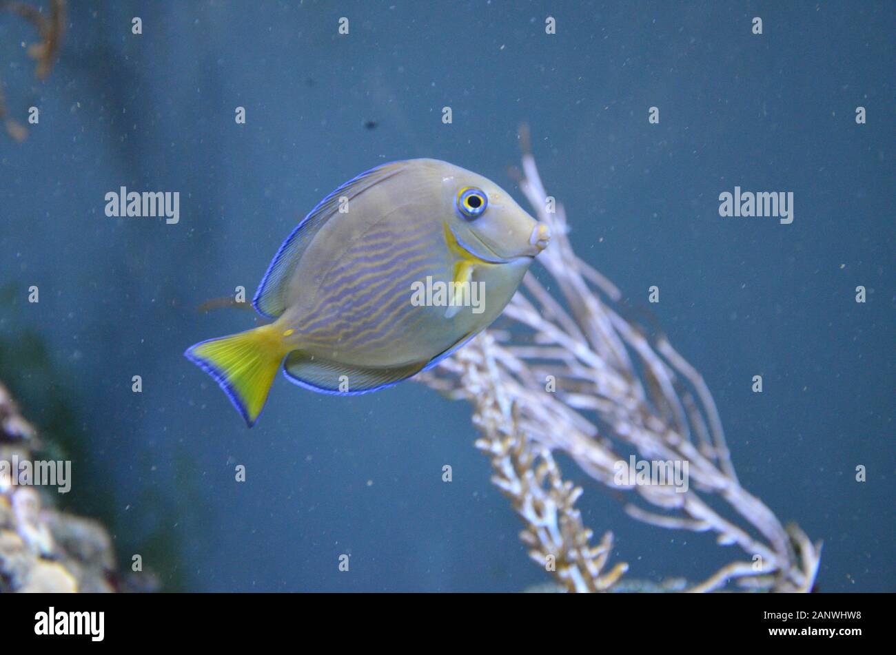 Tropical fish in aquarium, Berlin Stock Photo - Alamy