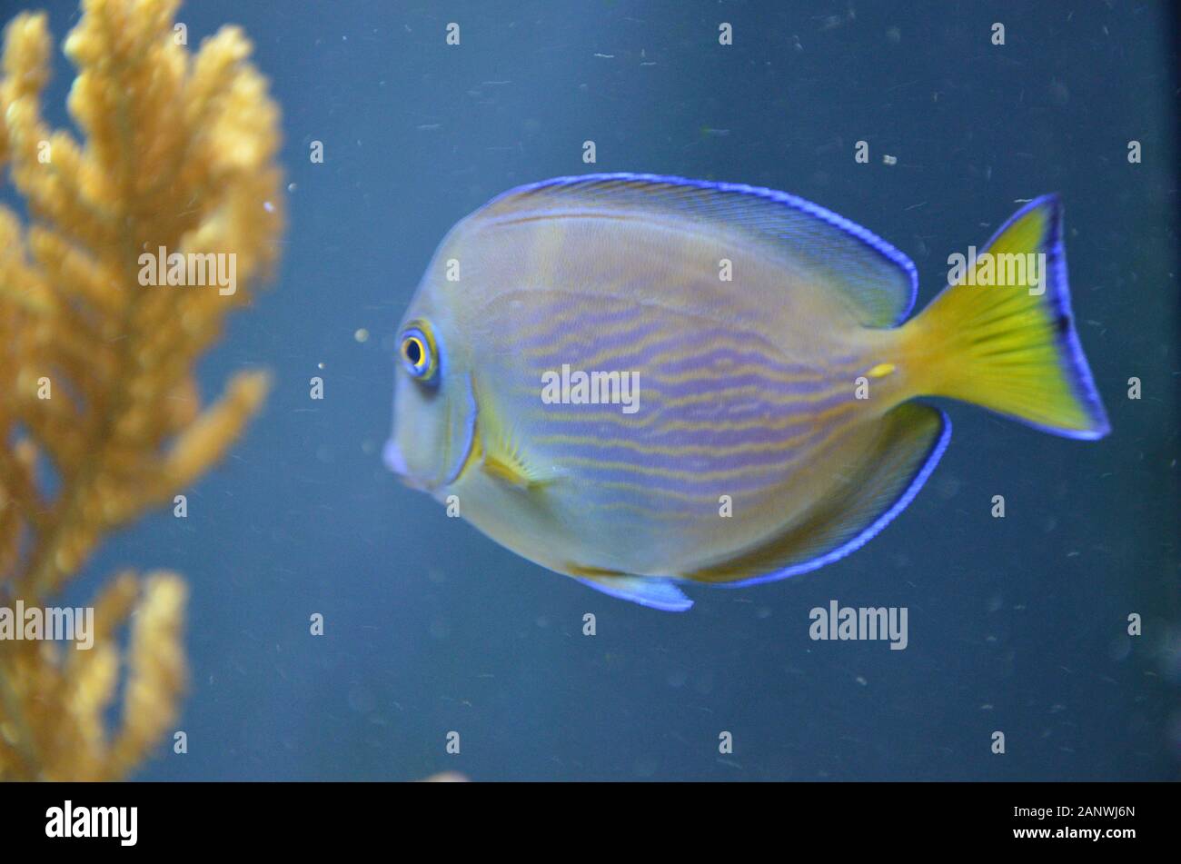 Tropical fish in aquarium, Berlin Stock Photo - Alamy