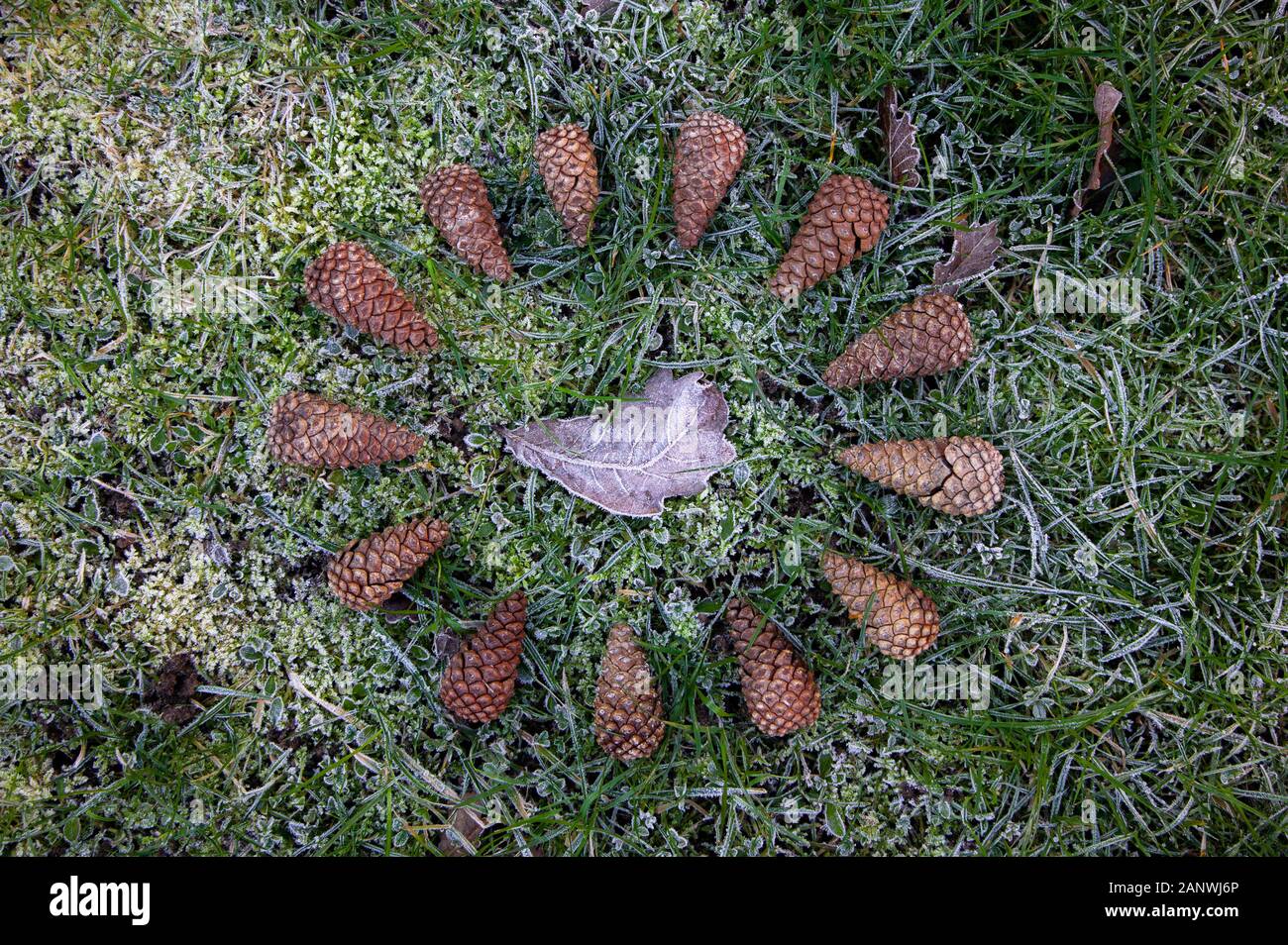 Pine cones in a circle hi-res stock photography and images - Alamy