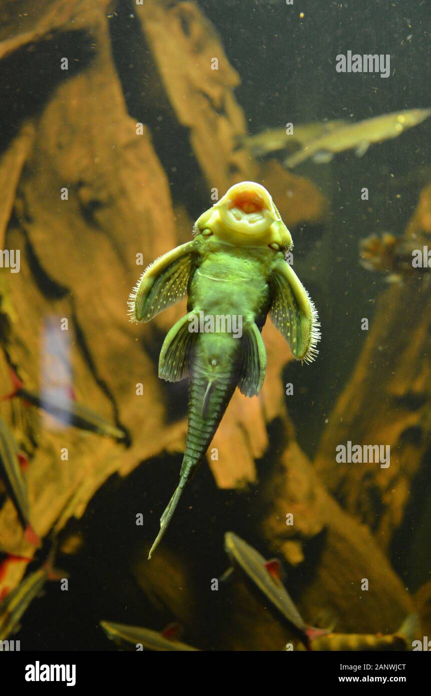 Tropical fish in aquarium, Berlin Stock Photo - Alamy