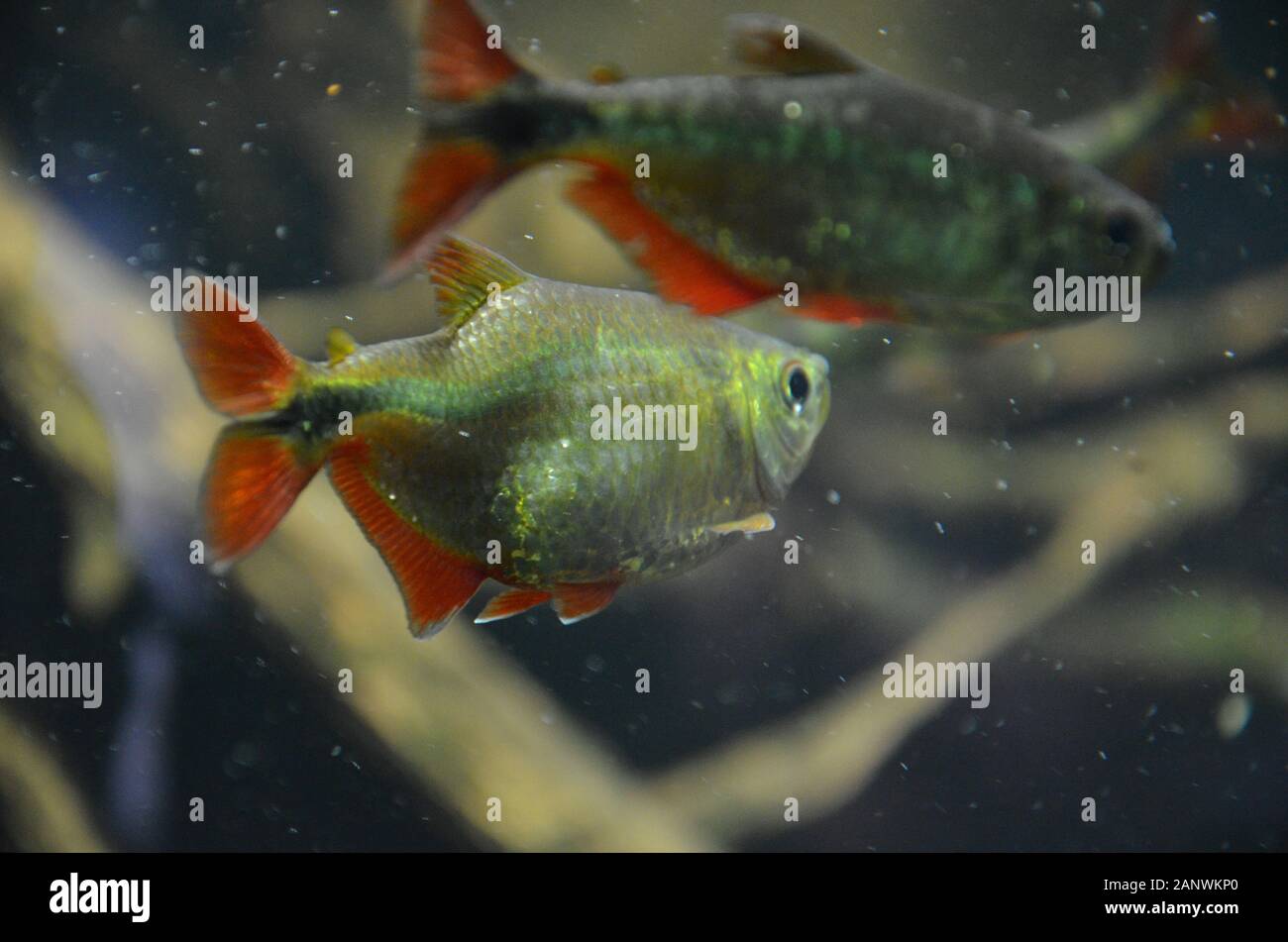 Tropical fish in aquarium, Berlin Stock Photo - Alamy